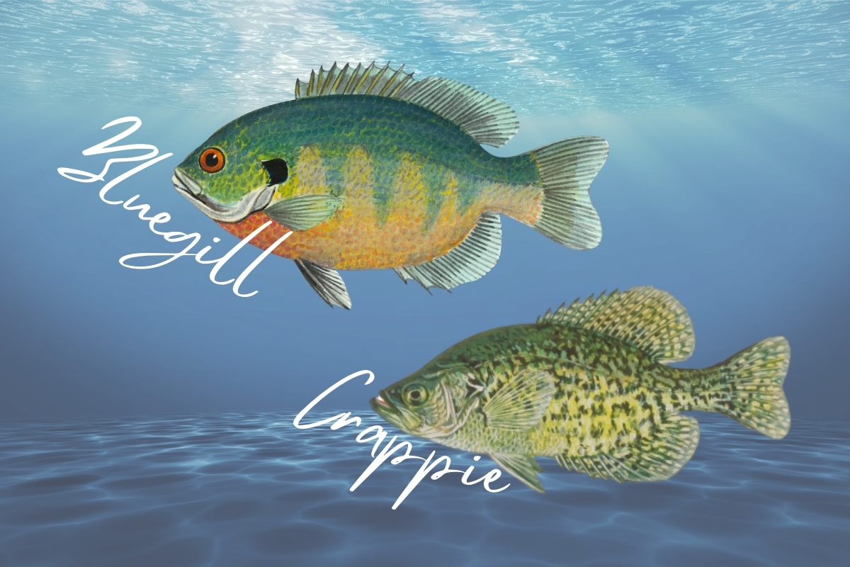 How to Tell Crappie Apart from Bluegill - A Visual Guide - White Fish ...